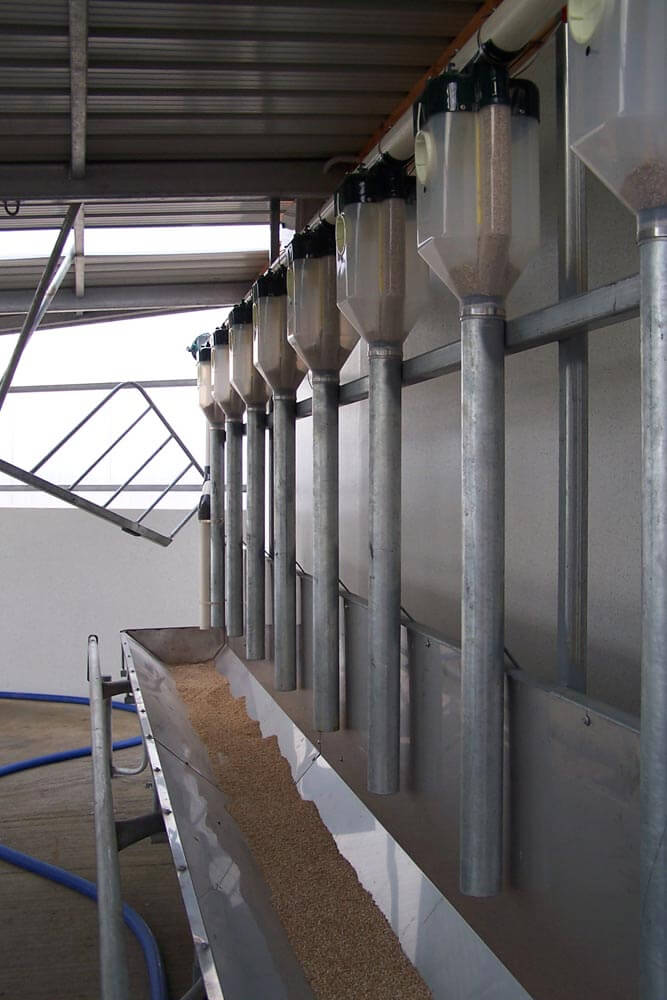 Herringbone Feed System | Central Silo Systems