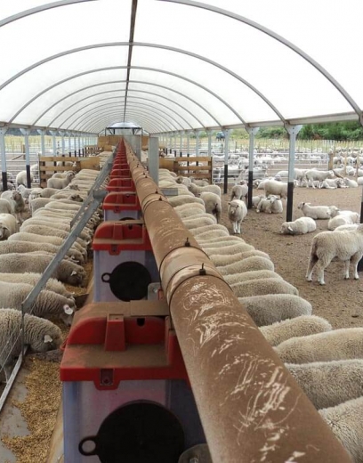 Goat & Sheep Feed Systems - Central Silo Systems