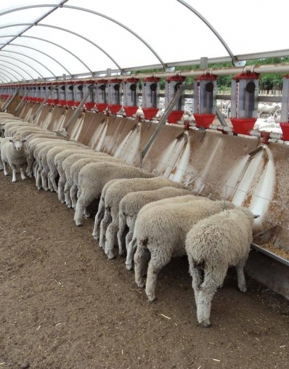 Goat & Sheep Feed Systems - Central Silo Systems