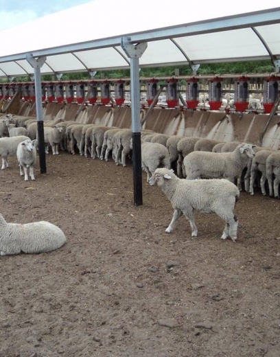 Goat & Sheep Feed Systems - Central Silo Systems